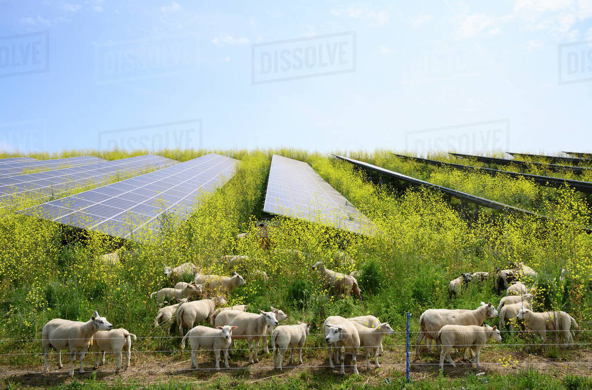 Sheep grazing mustard plants at solar farm, Geldermalsen, Gelderland ...