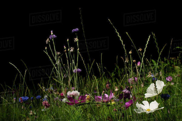 Field with wild flowers at night - Stock Photo - Dissolve