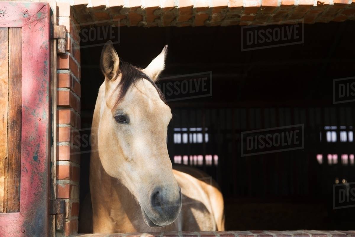 Horse in stable - Stock Photo - Dissolve