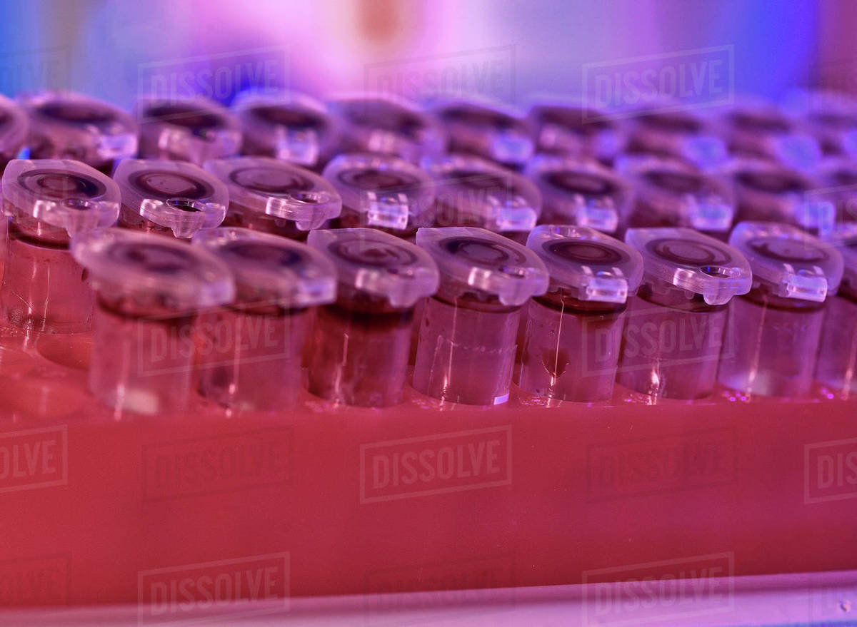 Rows of scientific vials in a laboratory setting - Stock Photo - Dissolve
