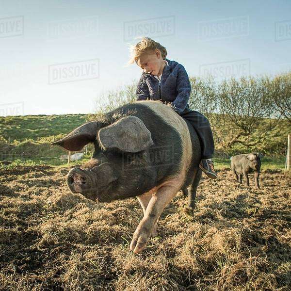 Young boy riding large pig - Royalty-free Stock Photo | Dissolve