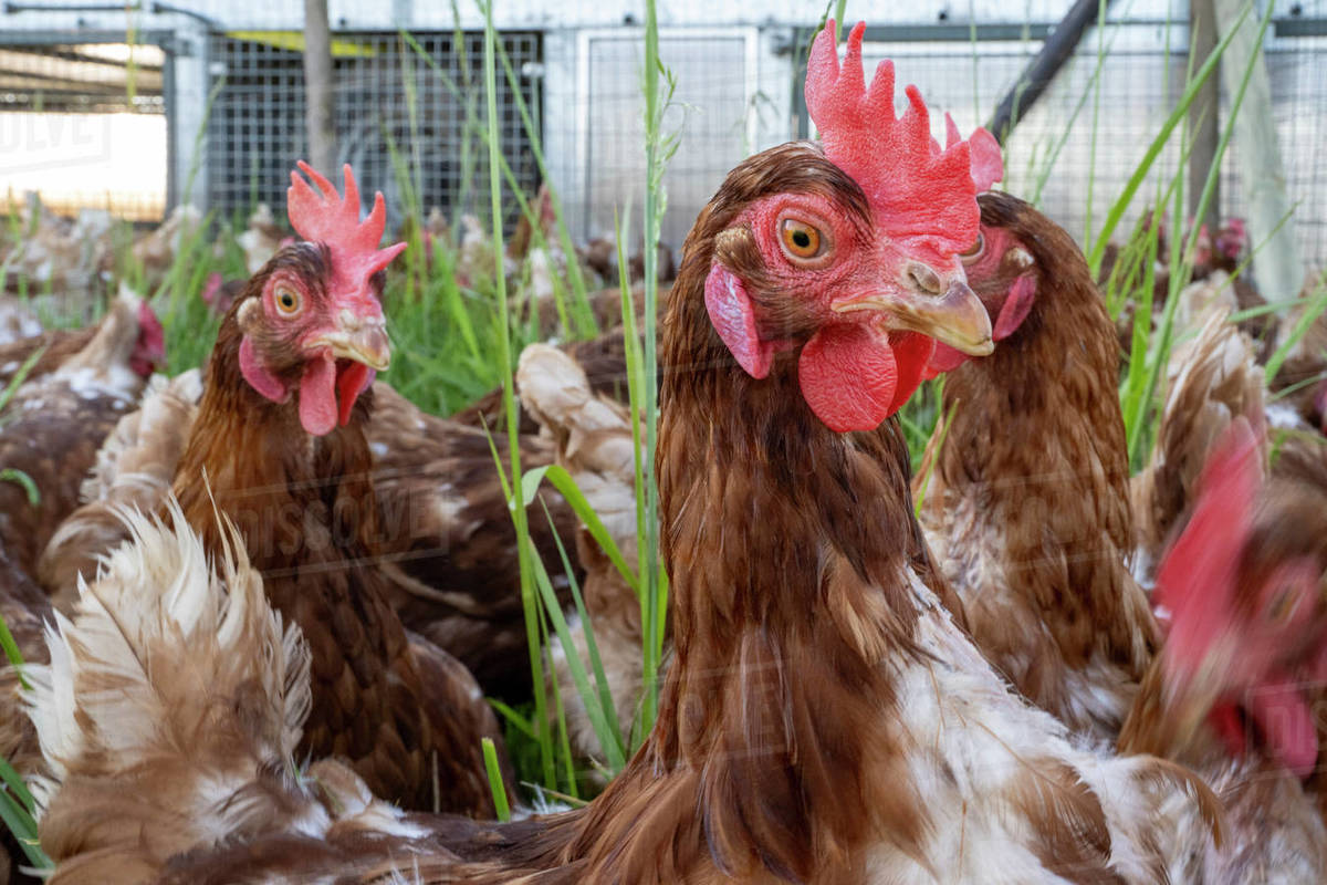 A flock of brown chickens huddled together inside a chicken coop, with ...