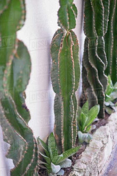 A group of tall, slender cacti growing vertically in a garden bed ...