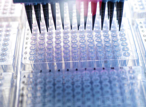 Multi-channel pipette dispensing samples into a 96-well microplate for ...
