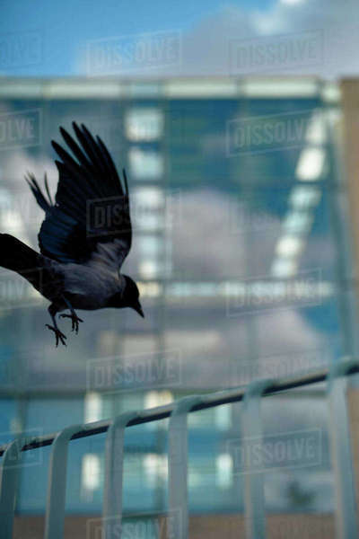 A crow takes flight from a white railing with a glass building and blue ...