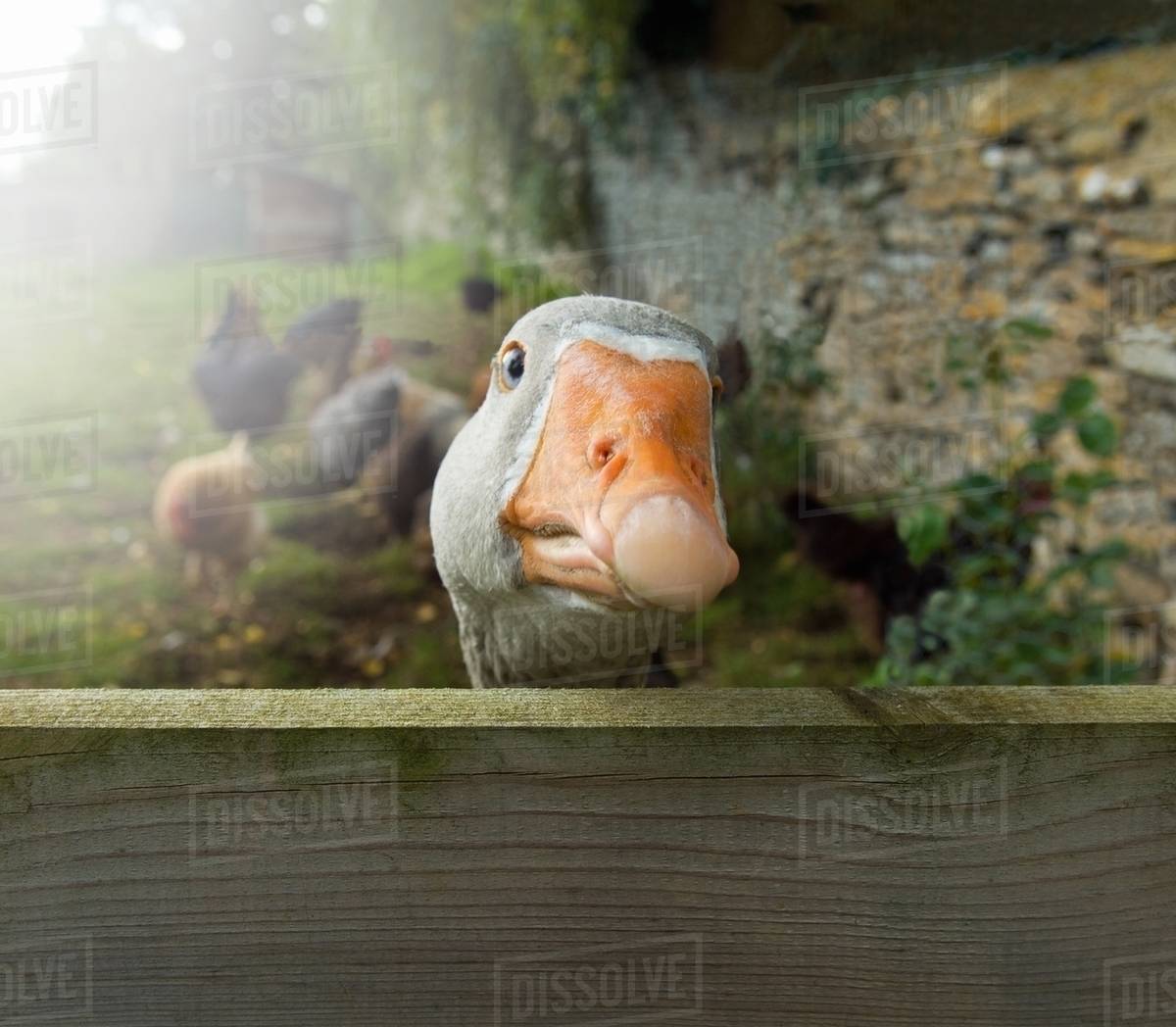 Portrait of curious goose gander peering over fence - Royalty-free ...