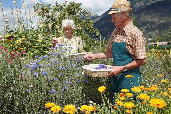 Older people picking flowers in field - Stock Photo - Dissolve