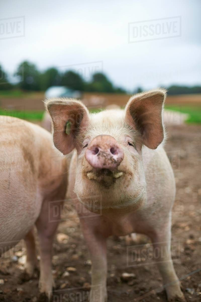 Close up of pigs snout - Stock Photo - Dissolve