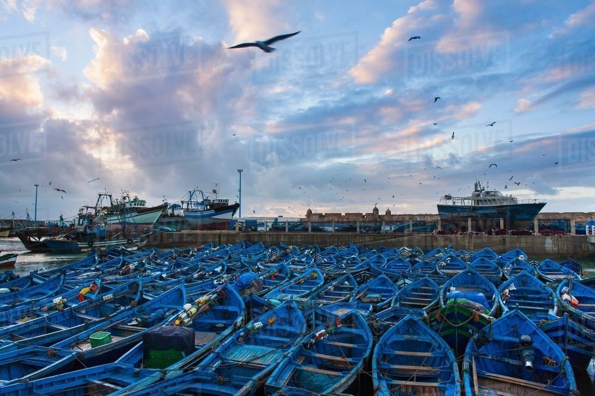 Birds flying over boats in urban harbor - Stock Photo - Dissolve