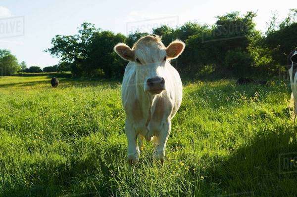 Portrait of cow staring from grassy field - Royalty-free Stock Photo ...
