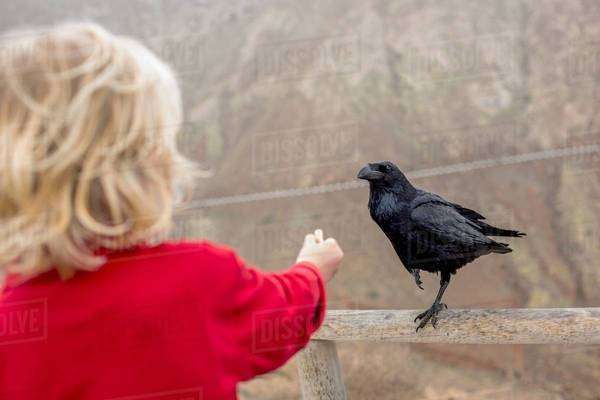 Boy feeding crow on fence - Royalty-free Stock Photo | Dissolve