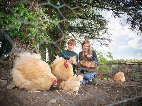 Portrait of two children collecting eggs with hens and chicks on farm ...