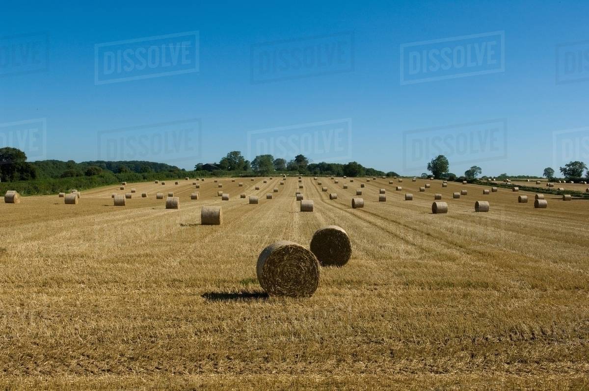 Hay bales in crop field - Stock Photo - Dissolve