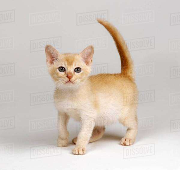 Yellow kitten - Royalty-free Stock Photo | Dissolve