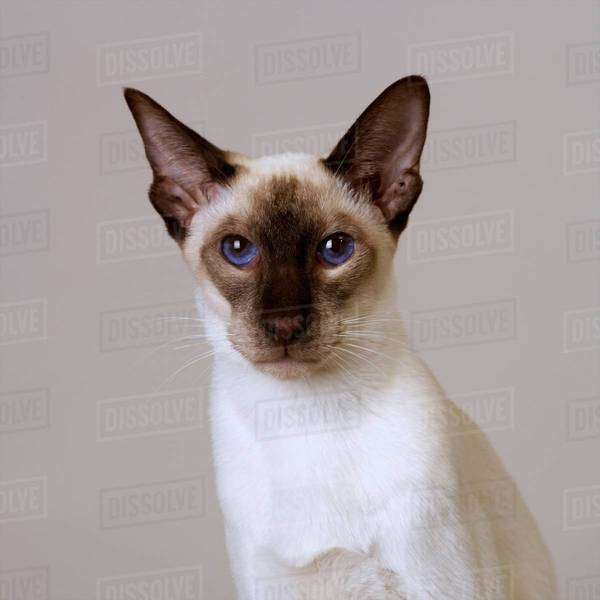 Portrait of Seal Point Siamese - Royalty-free Stock Photo | Dissolve