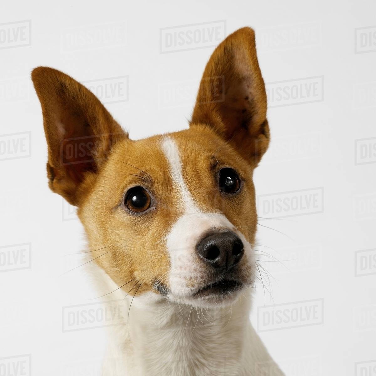 Dog with ears raised - Royalty-free Stock Photo | Dissolve