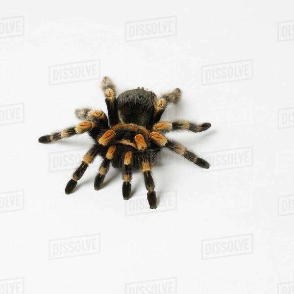 Red Kneed Tarantula - Royalty-free Stock Photo | Dissolve