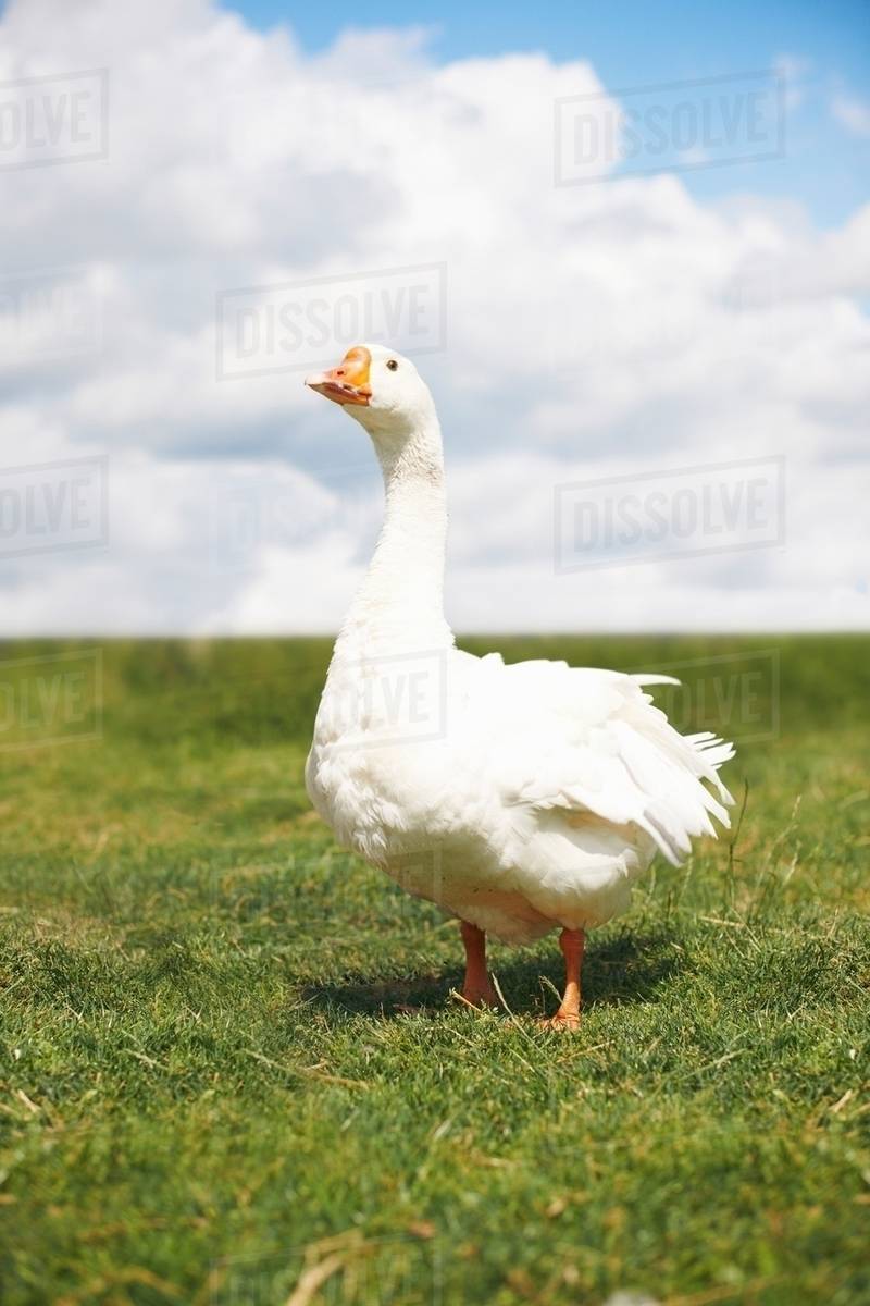 Portrait of white goose in field - Stock Photo - Dissolve