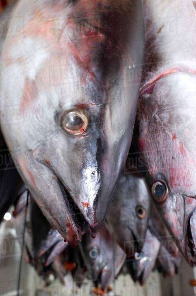 Raw fish hanging upside down - Stock Photo - Dissolve