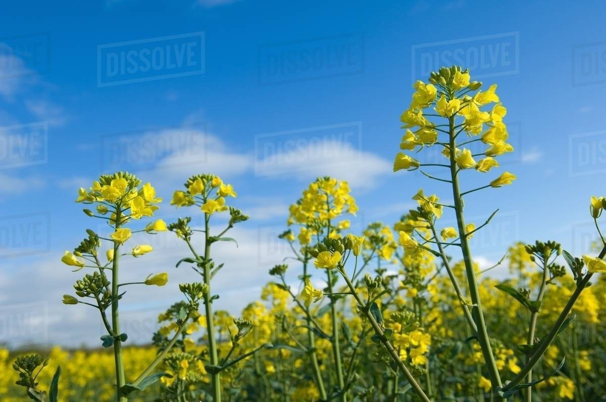 Close up of oil seed rape plant in blossom - Royalty-free Stock Photo ...