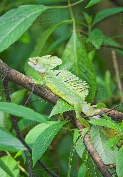 Basilisk lizard (Basiliscus plumifrons) on tree branch, Costa Rica ...