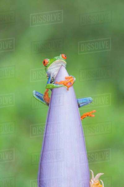 Red-eyed tree (Agalychnis Callidryas) frog on pink flowerhead, Costa ...