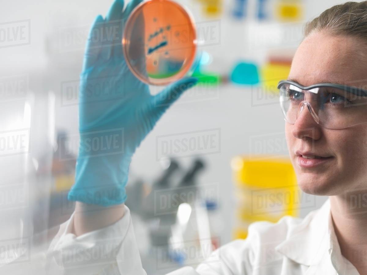 Female scientist examining microbiological cultures in a petri dish ...