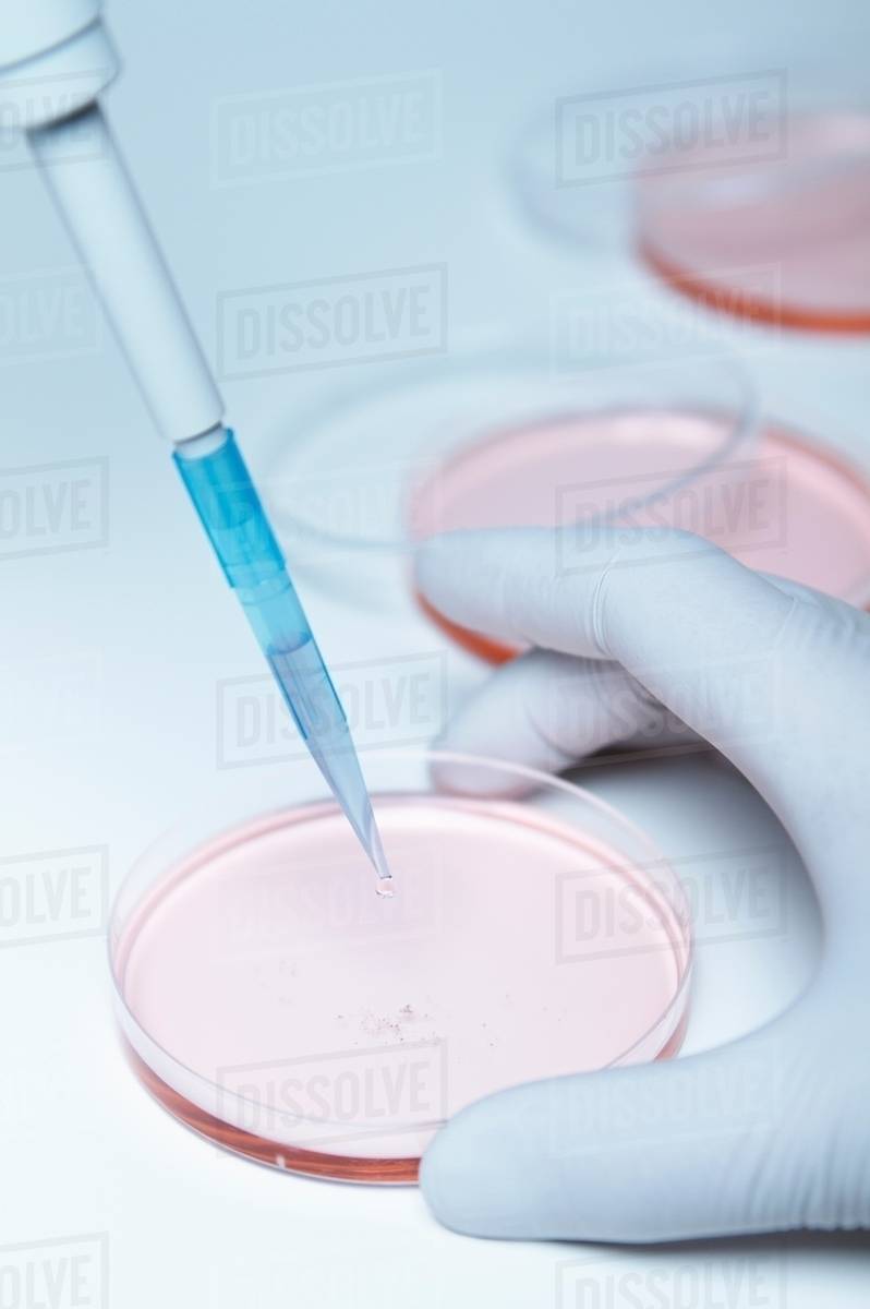 Micropipette dropping liquid into Petri dish - Royalty-free Stock Photo ...
