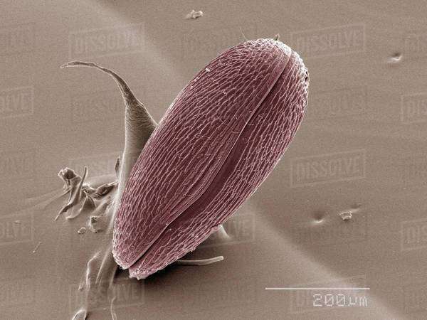 Coloured SEM of ostracod - Royalty-free Stock Photo | Dissolve