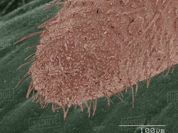 Coloured SEM of American cockroach mouthparts - Royalty-free Stock ...