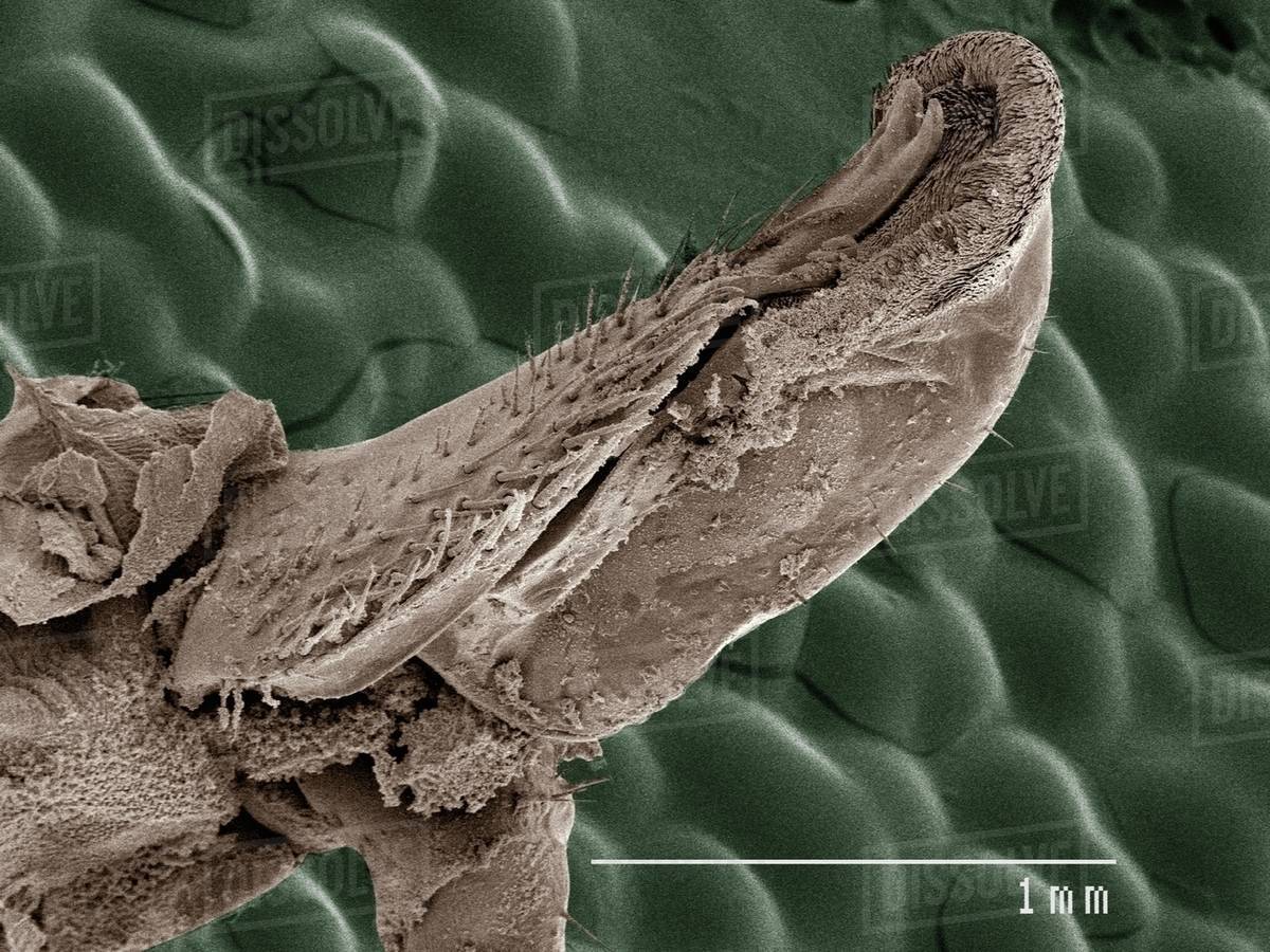 Coloured SEM of American cockroach mouthparts - Royalty-free Stock ...