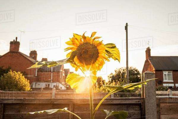 Garden sunflower garden at sunset - Stock Photo - Dissolve