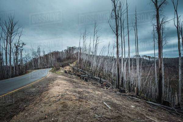 Forest fire ravaged trees towards Mt Hotham, Victoria, Australia ...