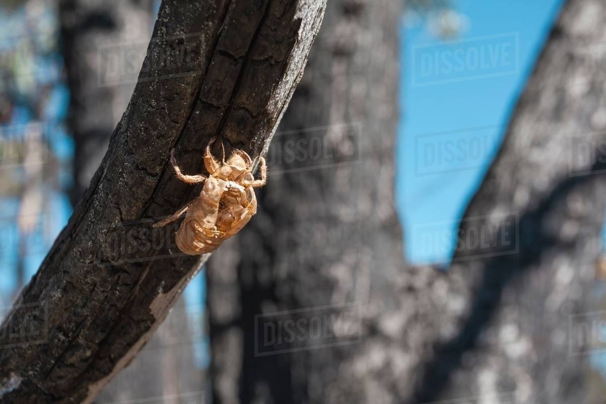 Shed skin of the Australian Cicada, having been underground for 7 years ...