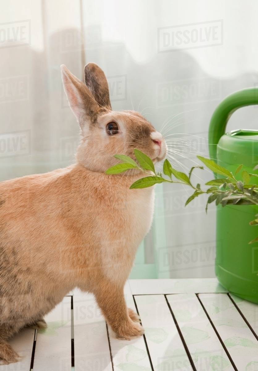 Rabbit sniffing on a branch - Stock Photo - Dissolve