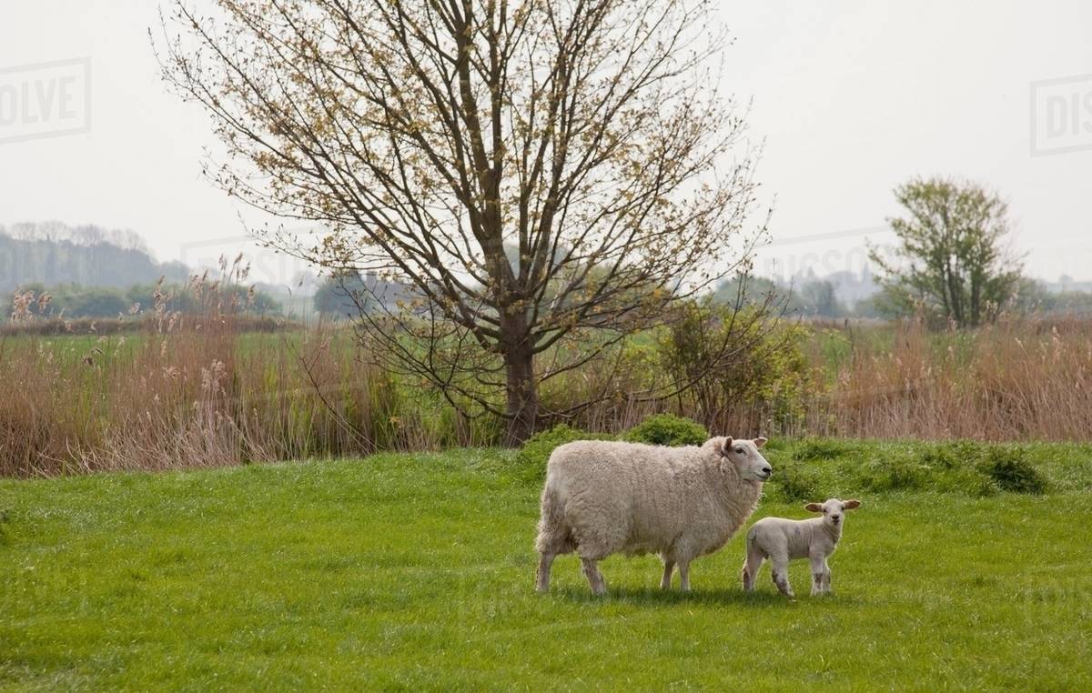 Sheep with lamb in field - Stock Photo - Dissolve