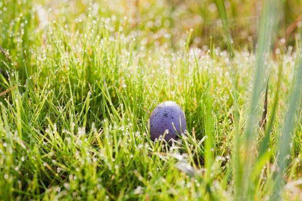Egg hidden in long grass - Royalty-free Stock Photo | Dissolve