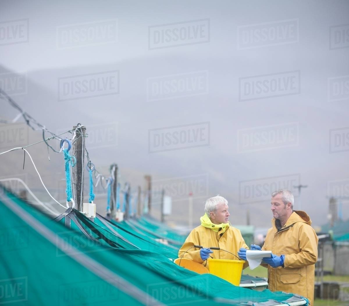 Men feeding fish and stock checking on Scottish salmon hatchery - Stock ...