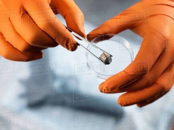 Scientist placing bullet in petri dish - Royalty-free Stock Photo ...
