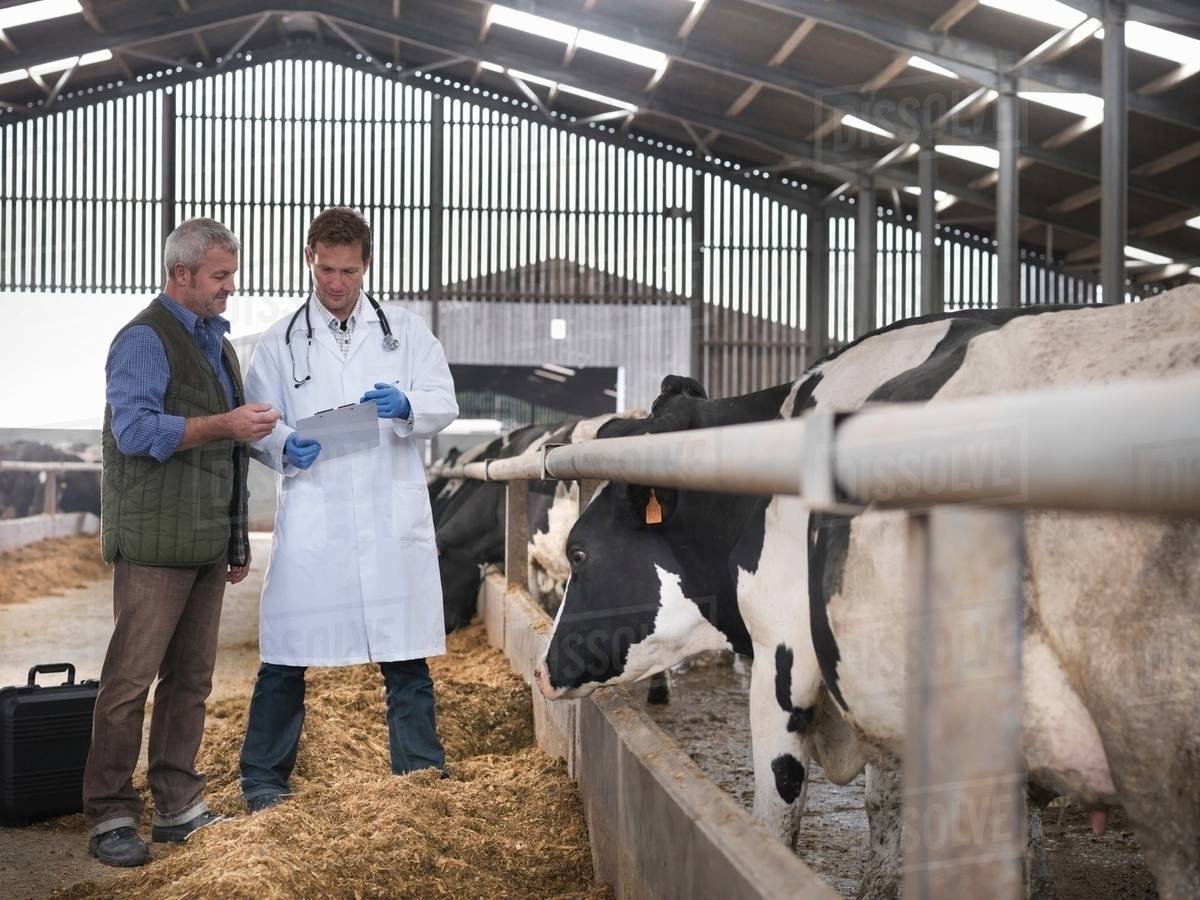 Farmer and vet discussing cows in barn on dairy farm - Stock Photo ...