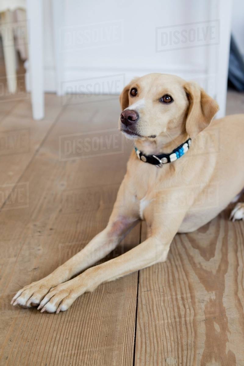 Dog laying on wooden floor - Royalty-free Stock Photo | Dissolve