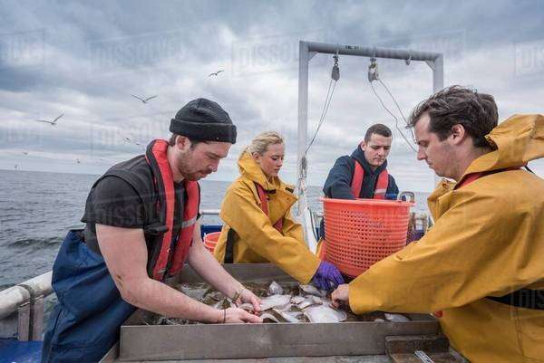 Research scientists measuring fish on research ship - Stock Photo ...