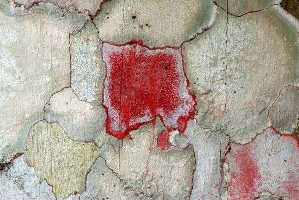 Cryptothecia rubrocincta - a species of lichen in the Arthoniaceae ...