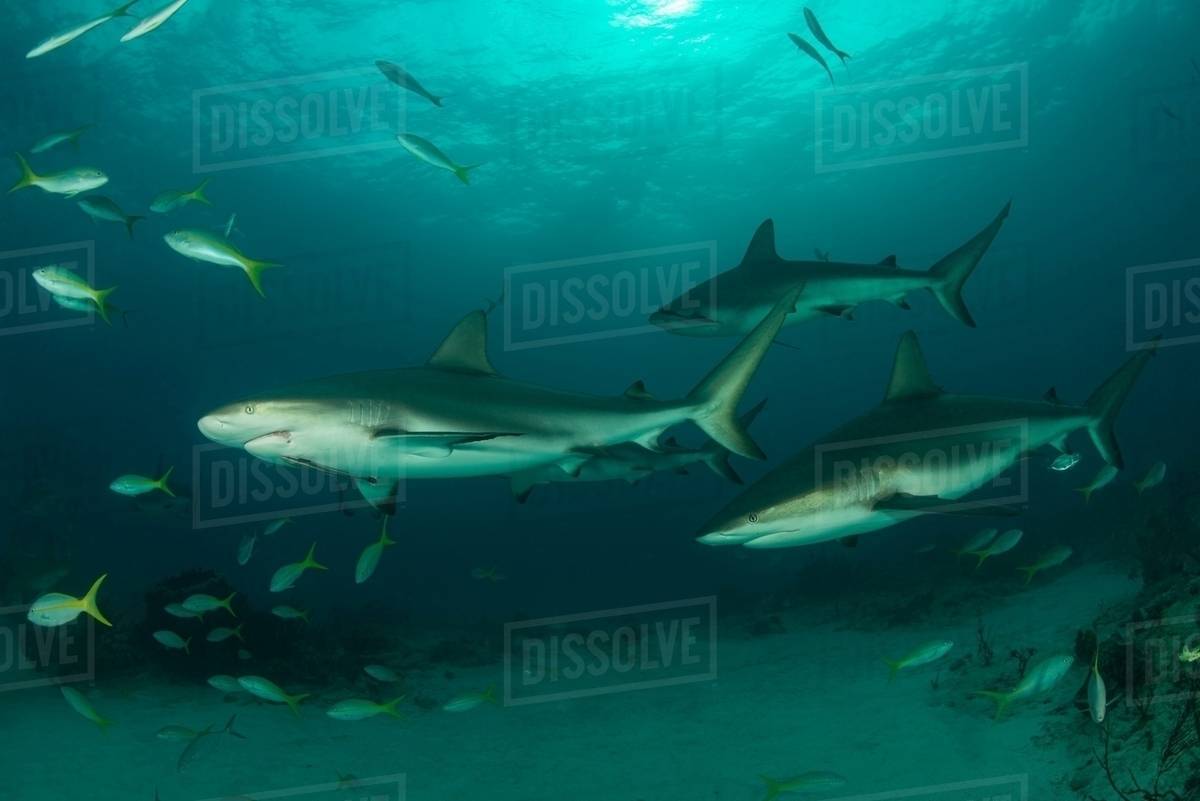 Underwater view of reef sharks swimming above seabed, Tiger Beach ...