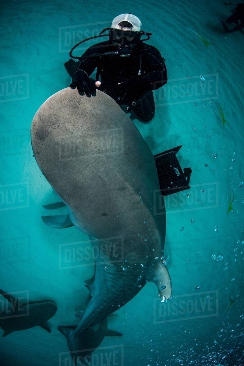High angle view of scuba diver stroking tiger sharks nose, Northern ...