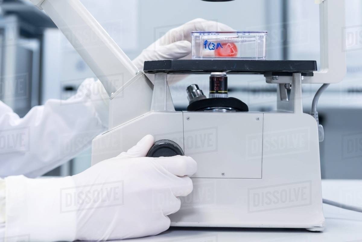 Cancer research laboratory, hands of scientist studying cells under ...