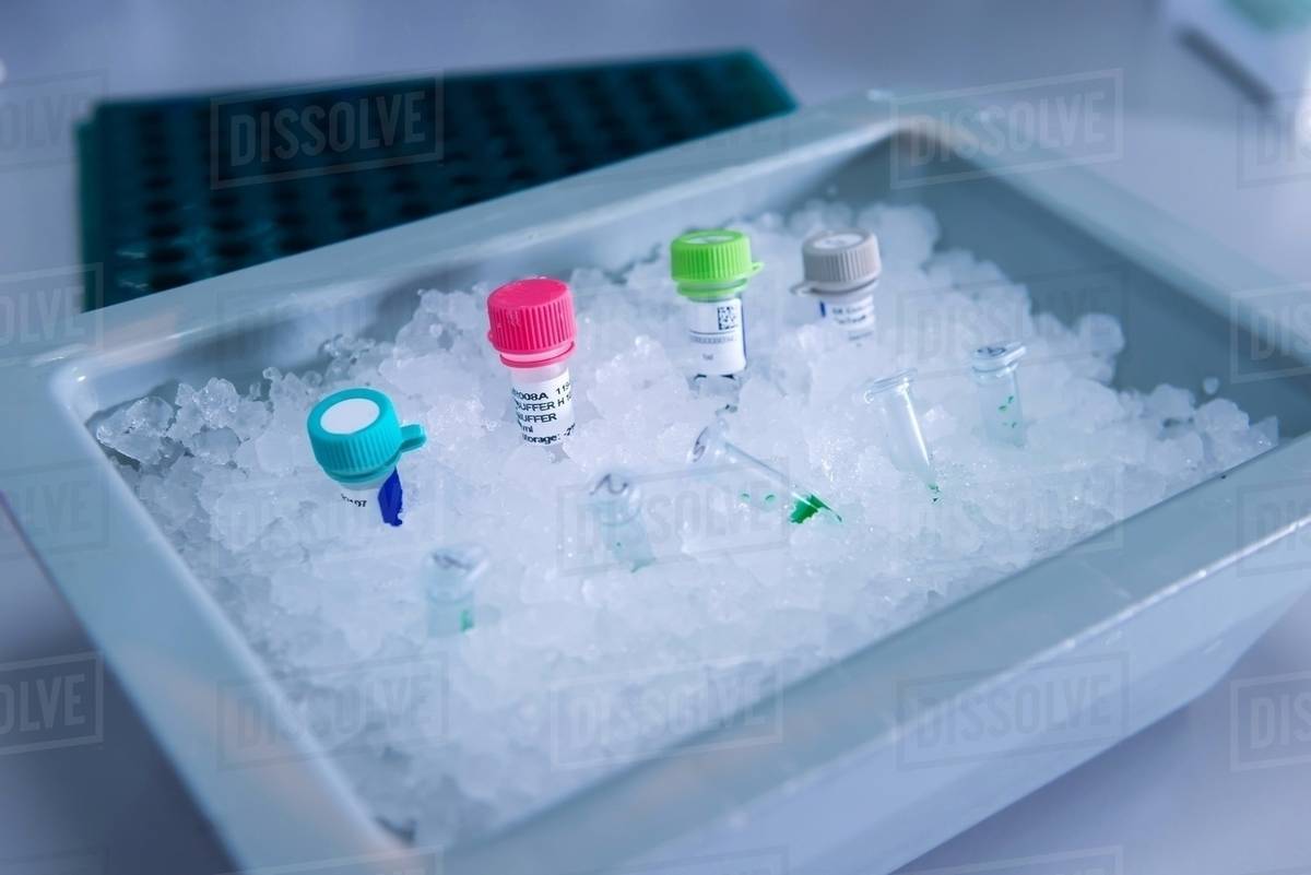 Cancer research laboratory, Cells kept in ice after storage in sub zero ...