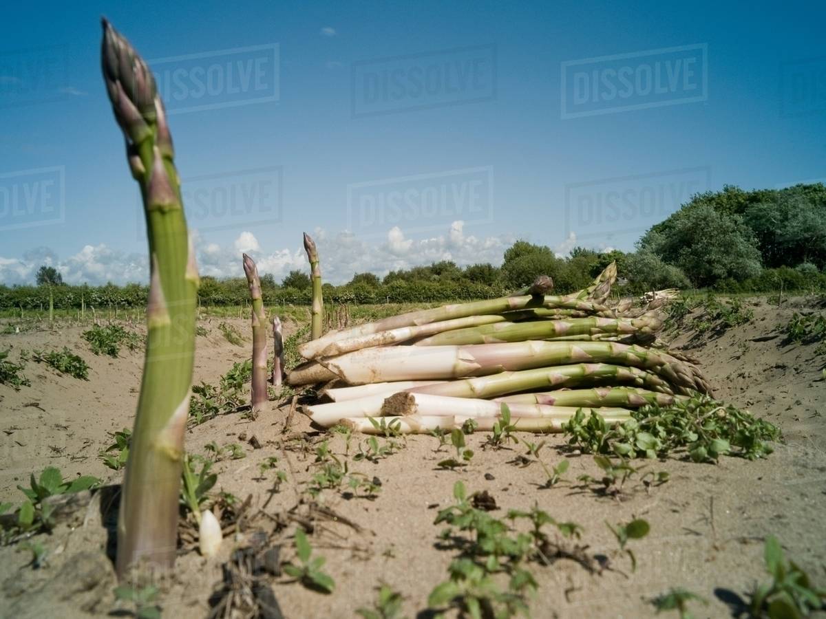 Asparagus growing in sandy field, Formby, England - Royalty-free Stock ...