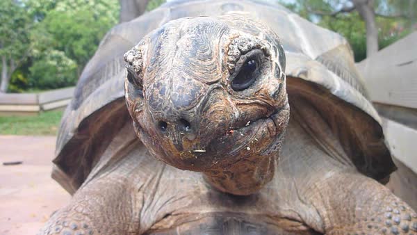 Close up of large land turtle curiously looking into camera and getting ...