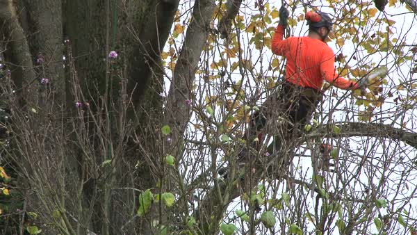 Arborist in large tree tied in with safety ropes does maintenance ...